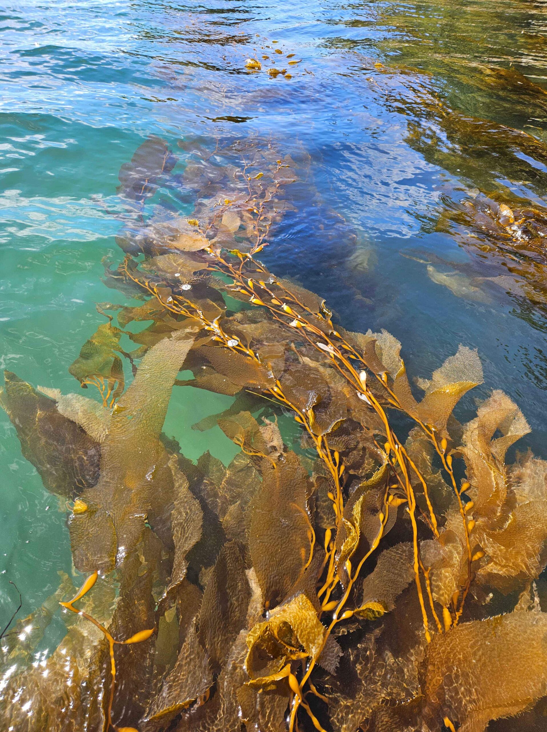 The Future of Kelp – A Realistic Look at Demand and Supply - CPS